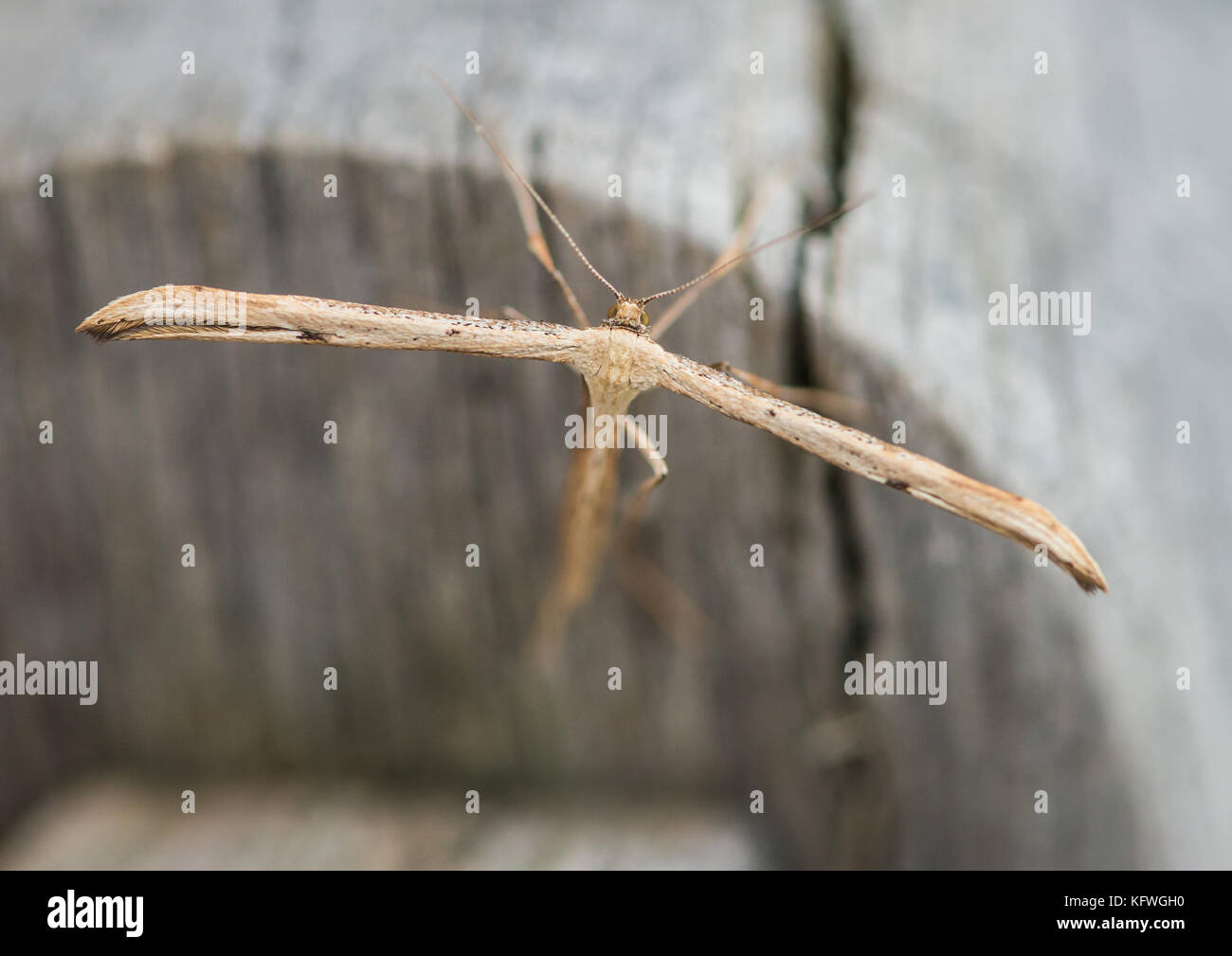 A macro shot of a common plume moth Stock Photo - Alamy