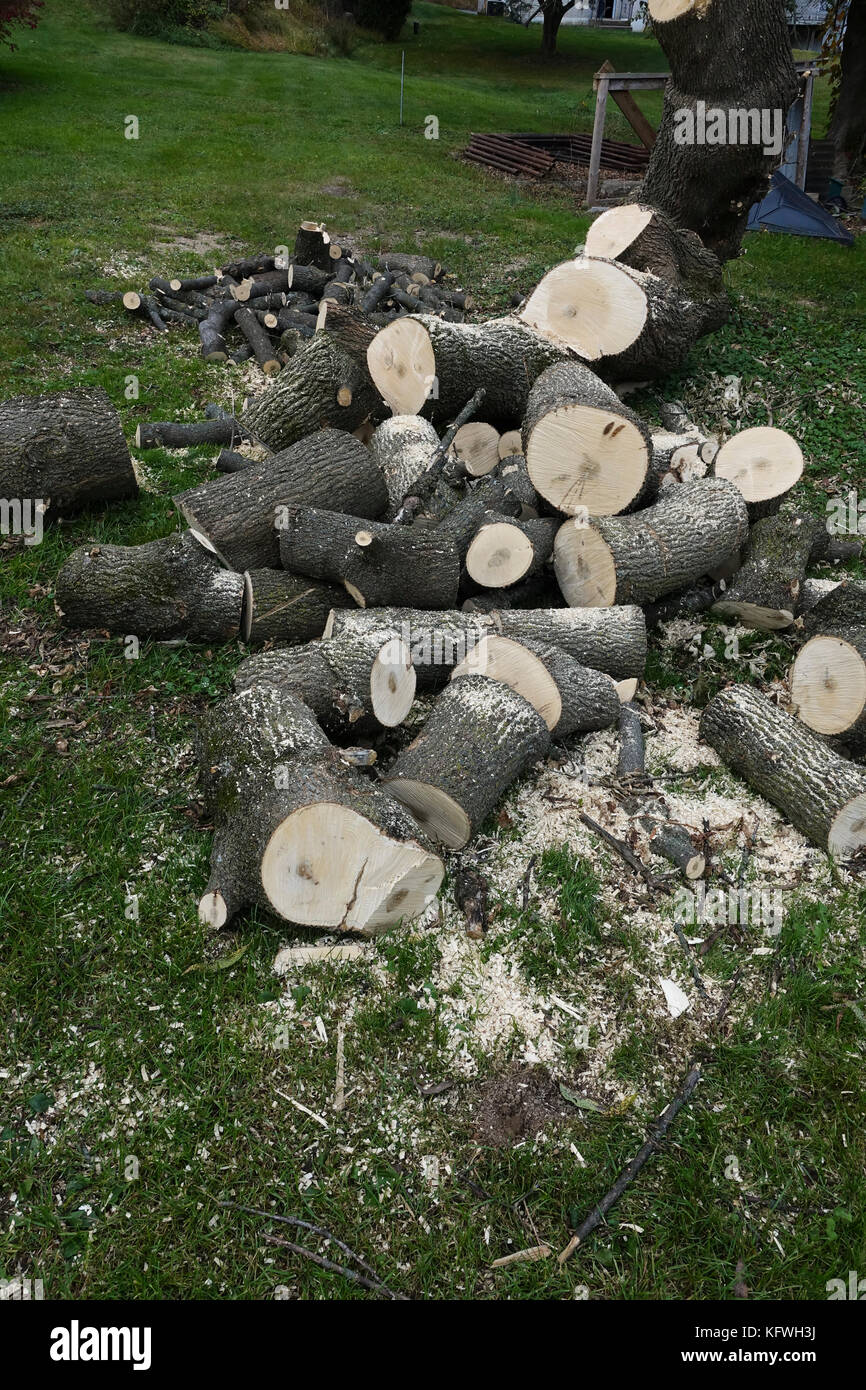 Cut tree hi-res stock photography and images - Alamy