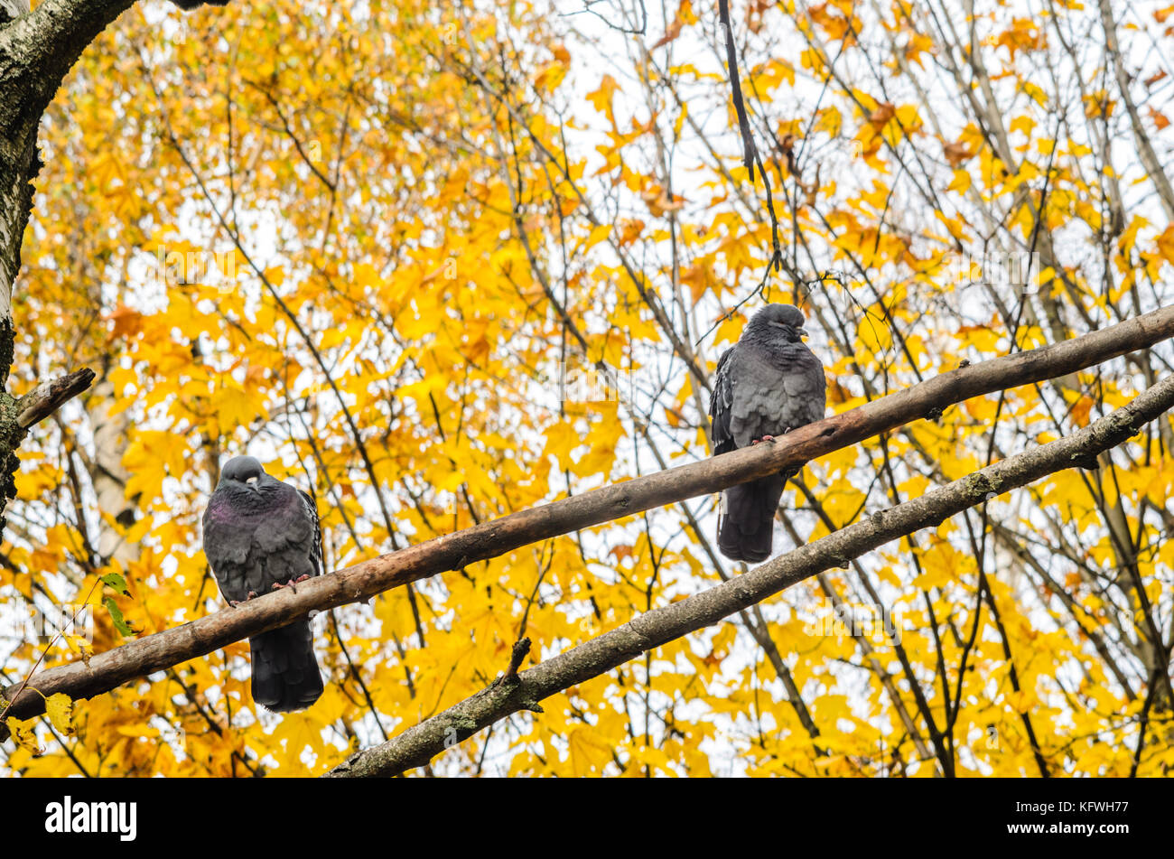 Pigeons are sitting on a tree branch in an autumn park with yellow tree ...