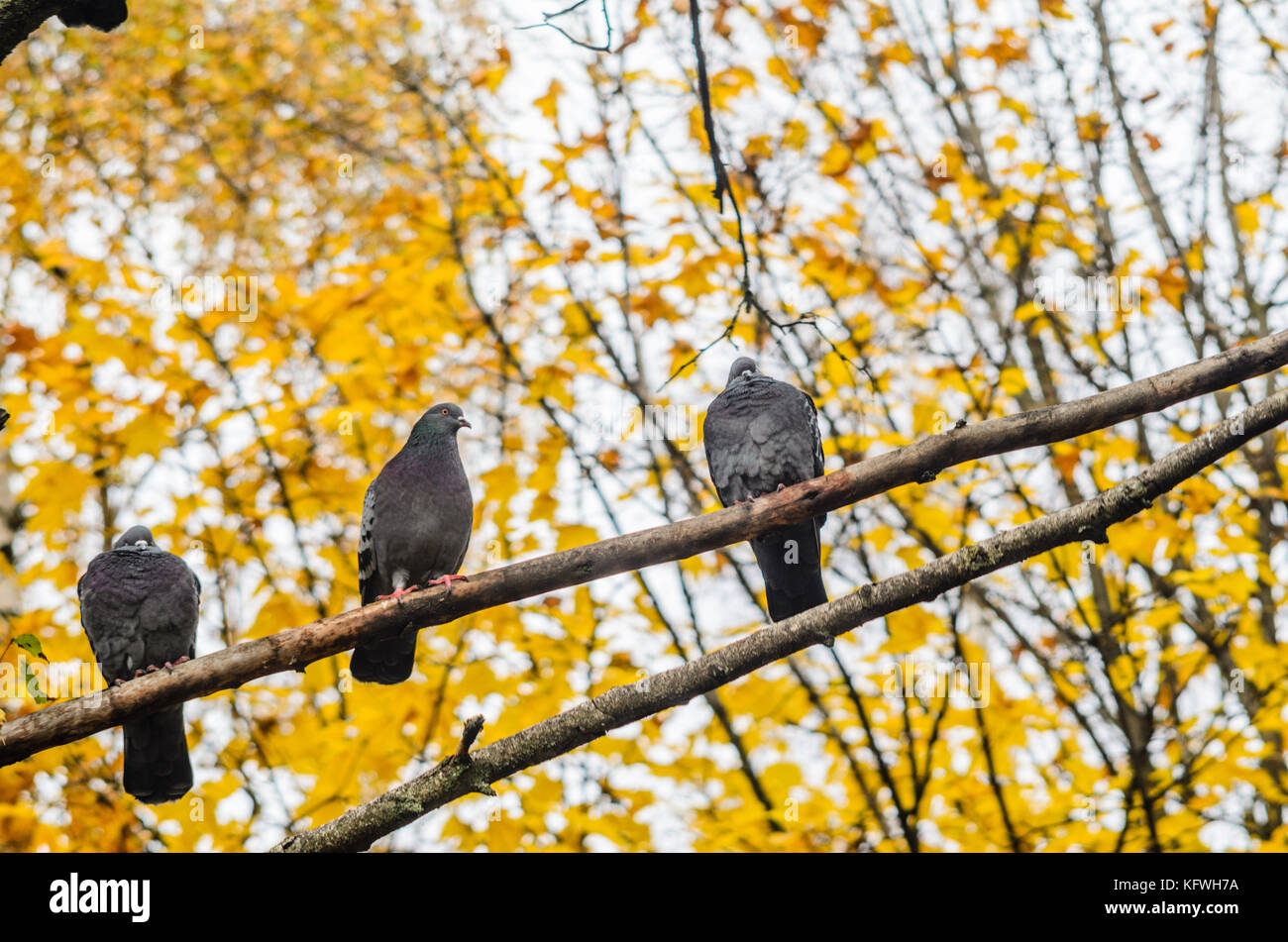Pigeons are sitting on a tree branch in an autumn park with yellow tree ...
