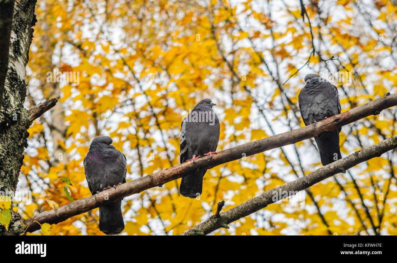Pigeons are sitting on a tree branch in an autumn park with yellow tree ...