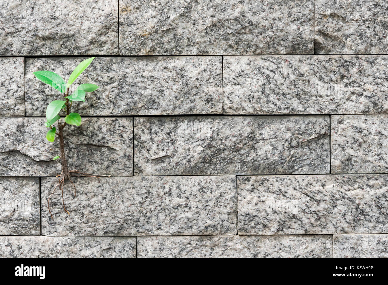The trees growing survival on the wall, Demonstrate the fight with the ...