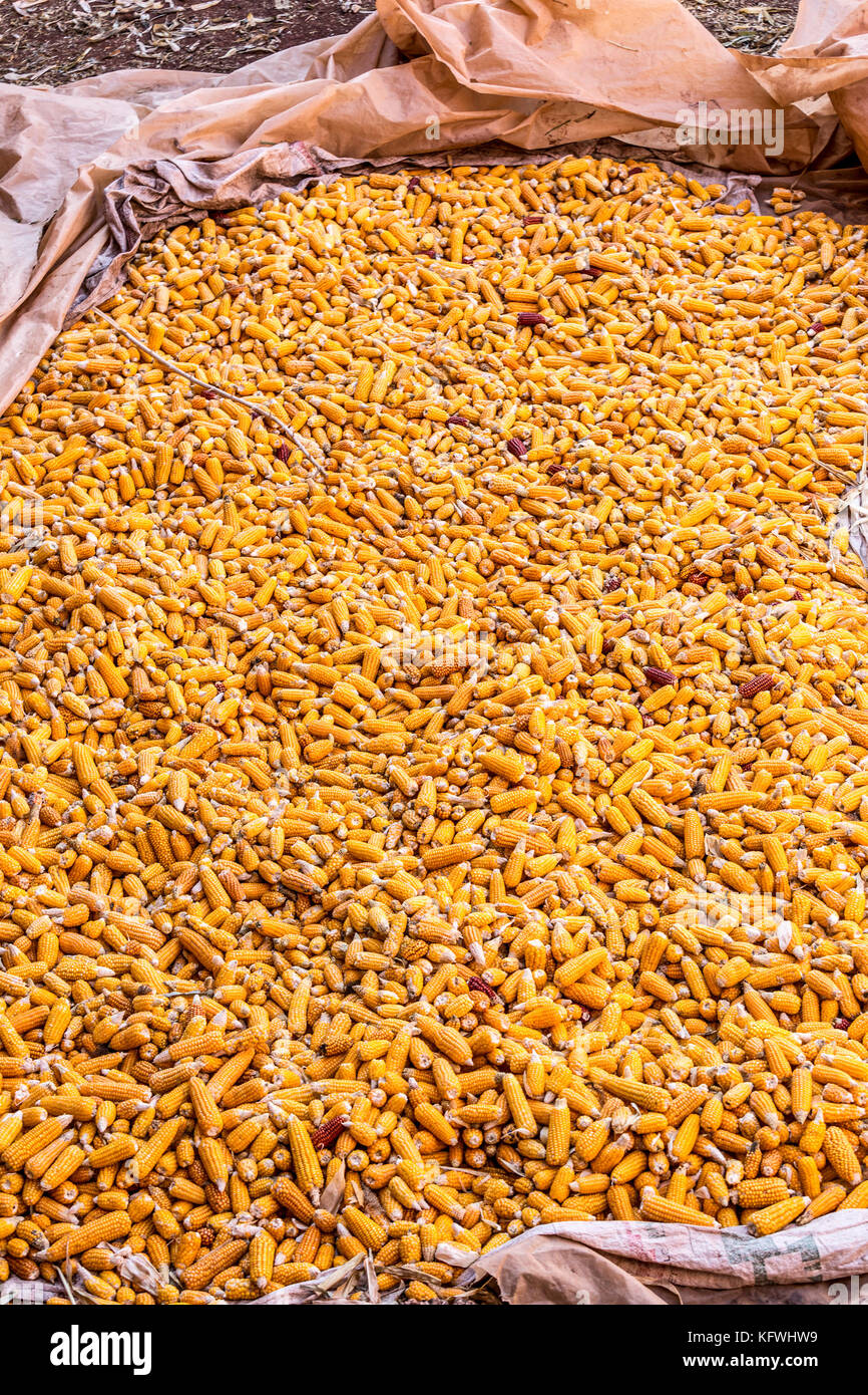 Corn drying on a farm in Morocco Stock Photo - Alamy
