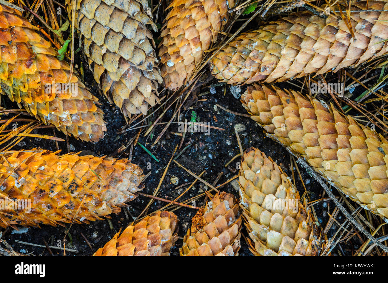 Pine-cones on the ground in forest, top view. Pattern of fir cones ...