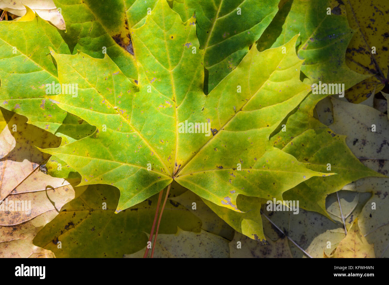 Green maple leaves on forest floor. Background of colorful autumn ...
