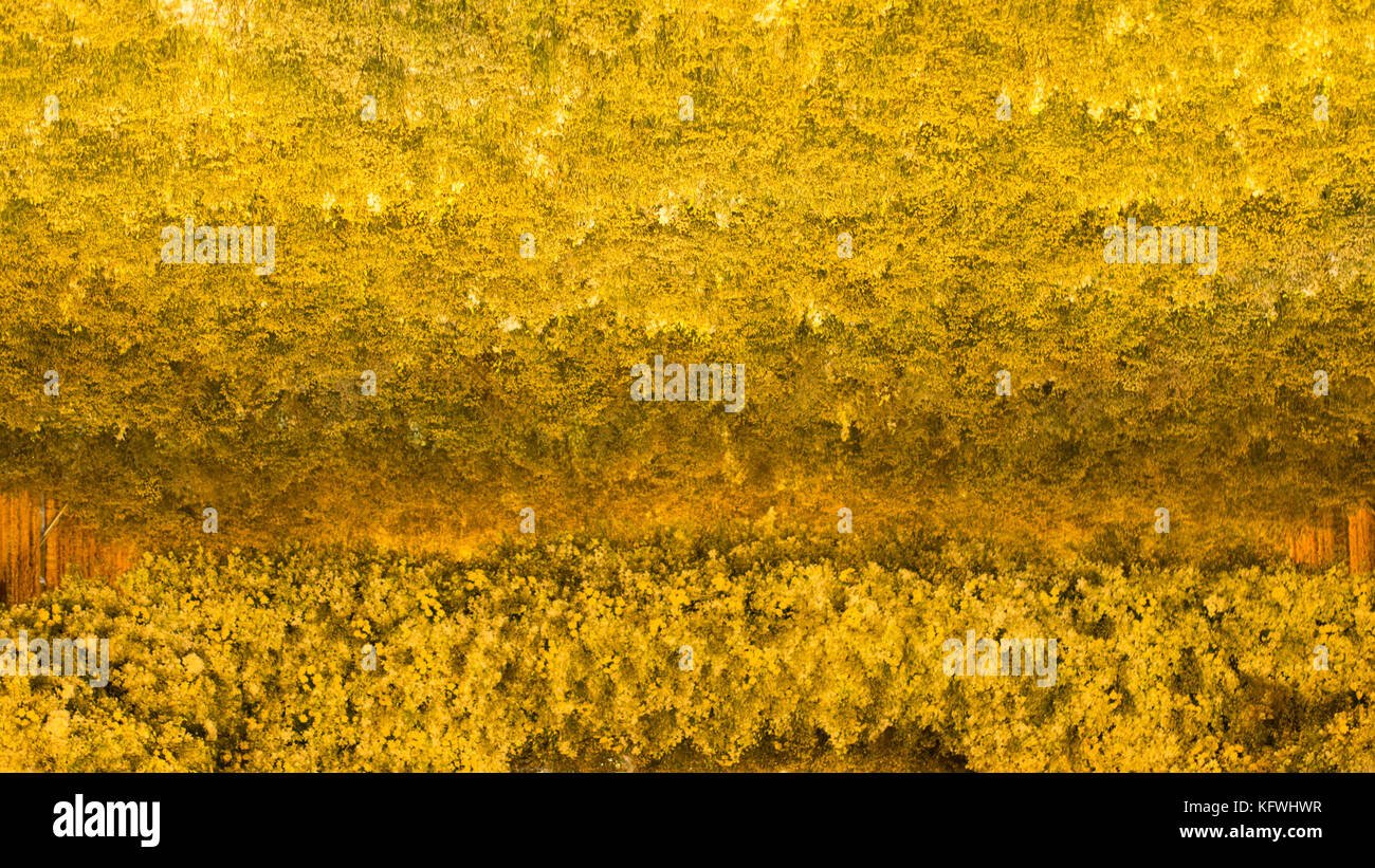 Yellow flowers decorated ceiling Stock Photo - Alamy