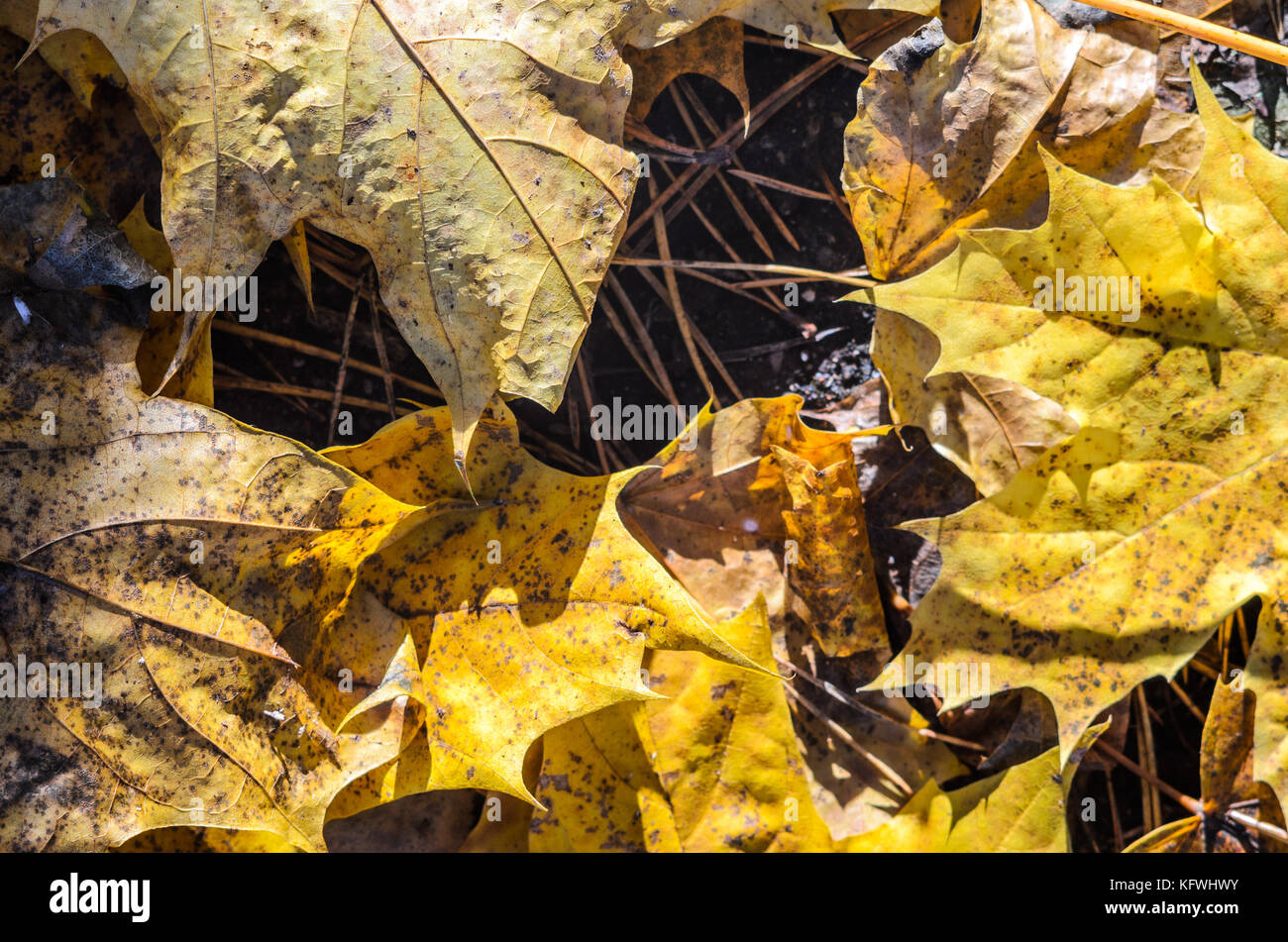 Background of colorful autumn leaves on forest floor Stock Photo - Alamy