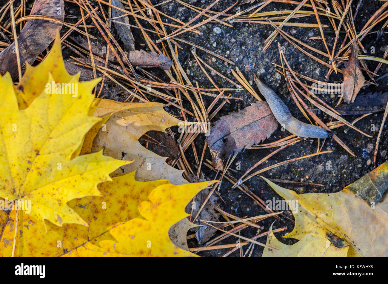 Background of colorful autumn leaves on forest floor Stock Photo - Alamy