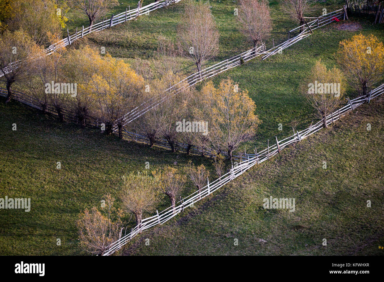 Diagonal fence and trees Stock Photo - Alamy