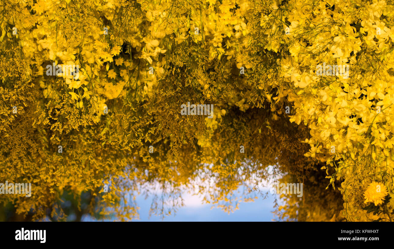 Yellow flowers decorated ceiling Stock Photo - Alamy
