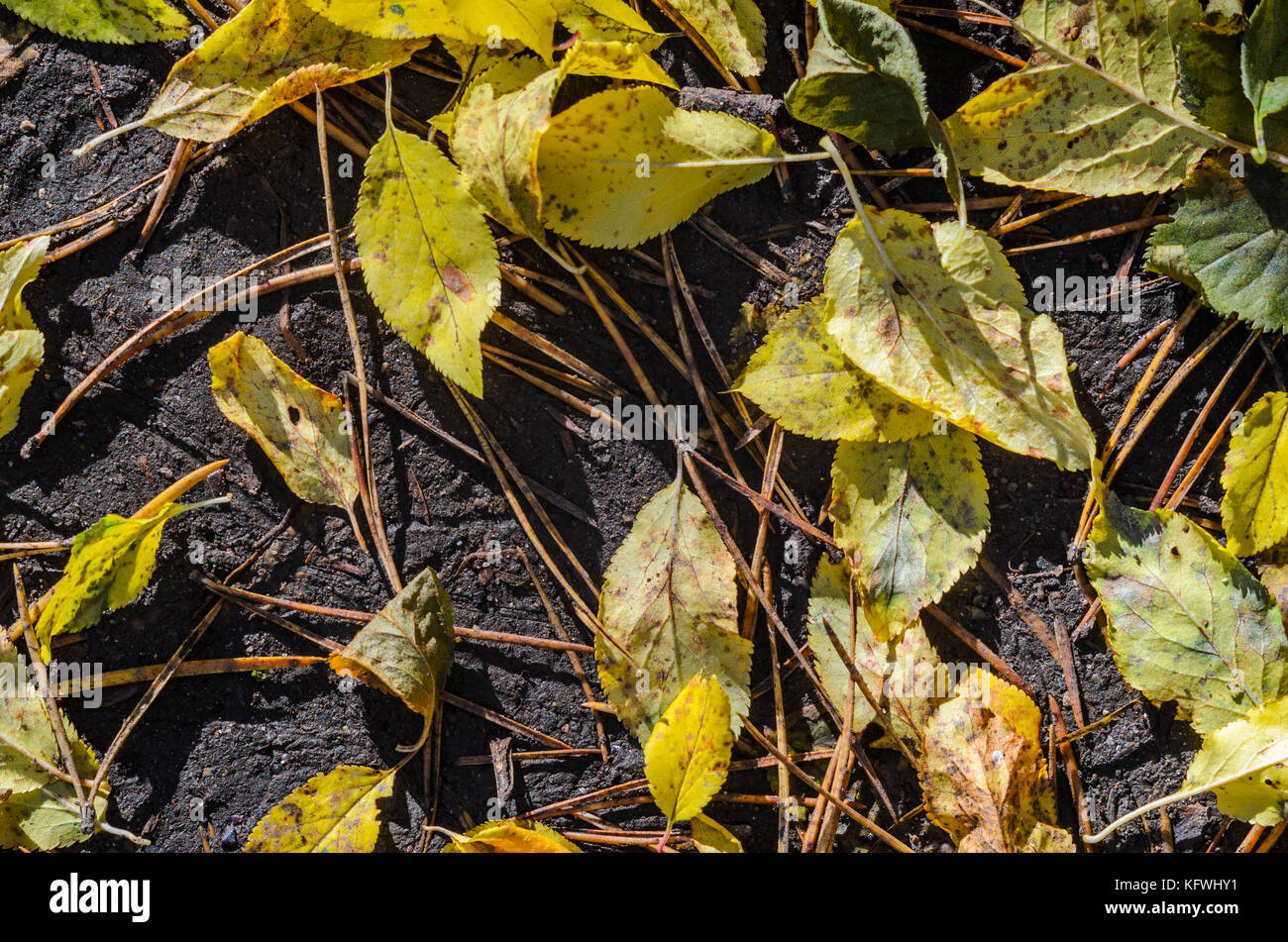 Background of colorful autumn leaves on forest floor Stock Photo - Alamy