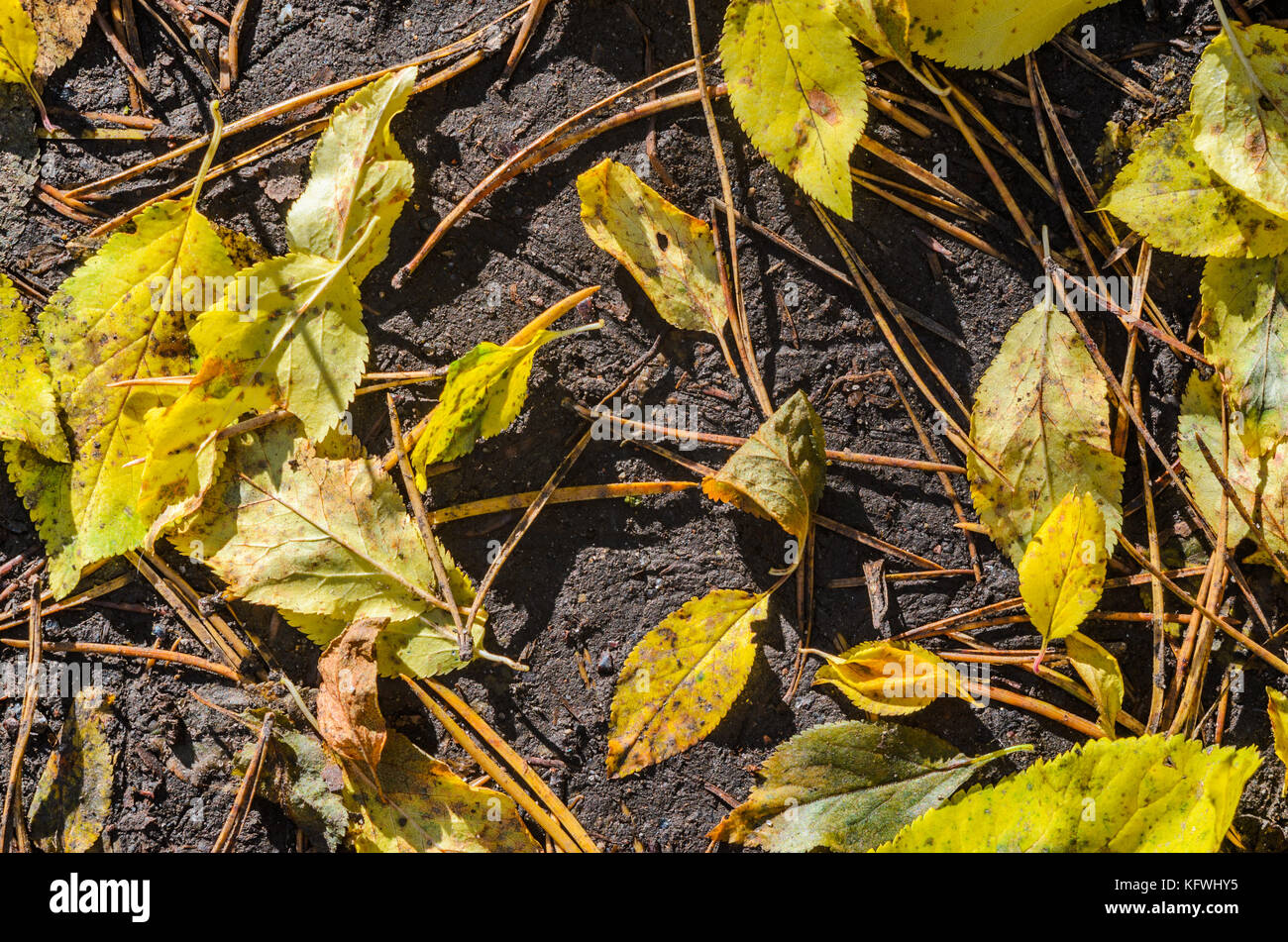 Background of colorful autumn leaves on forest floor Stock Photo - Alamy
