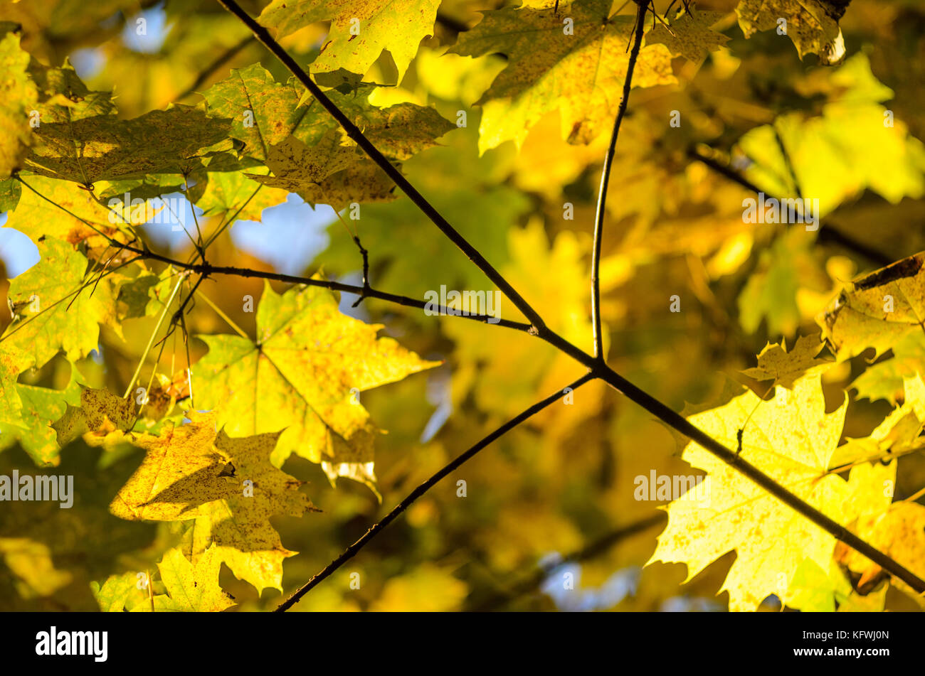 Maple branches with yellow leaves on a sky background in autumn forest ...