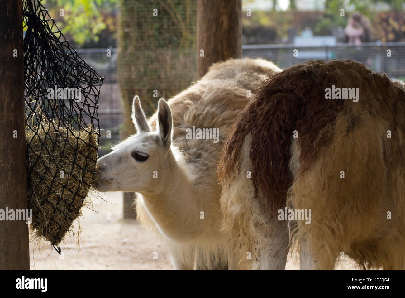 Alpaca zoo hi-res stock photography and images - Alamy