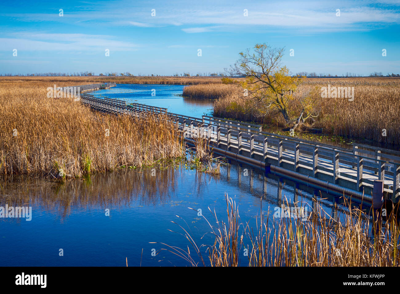 View of Point Pelee National Park boardwalk with yellow grass during ...