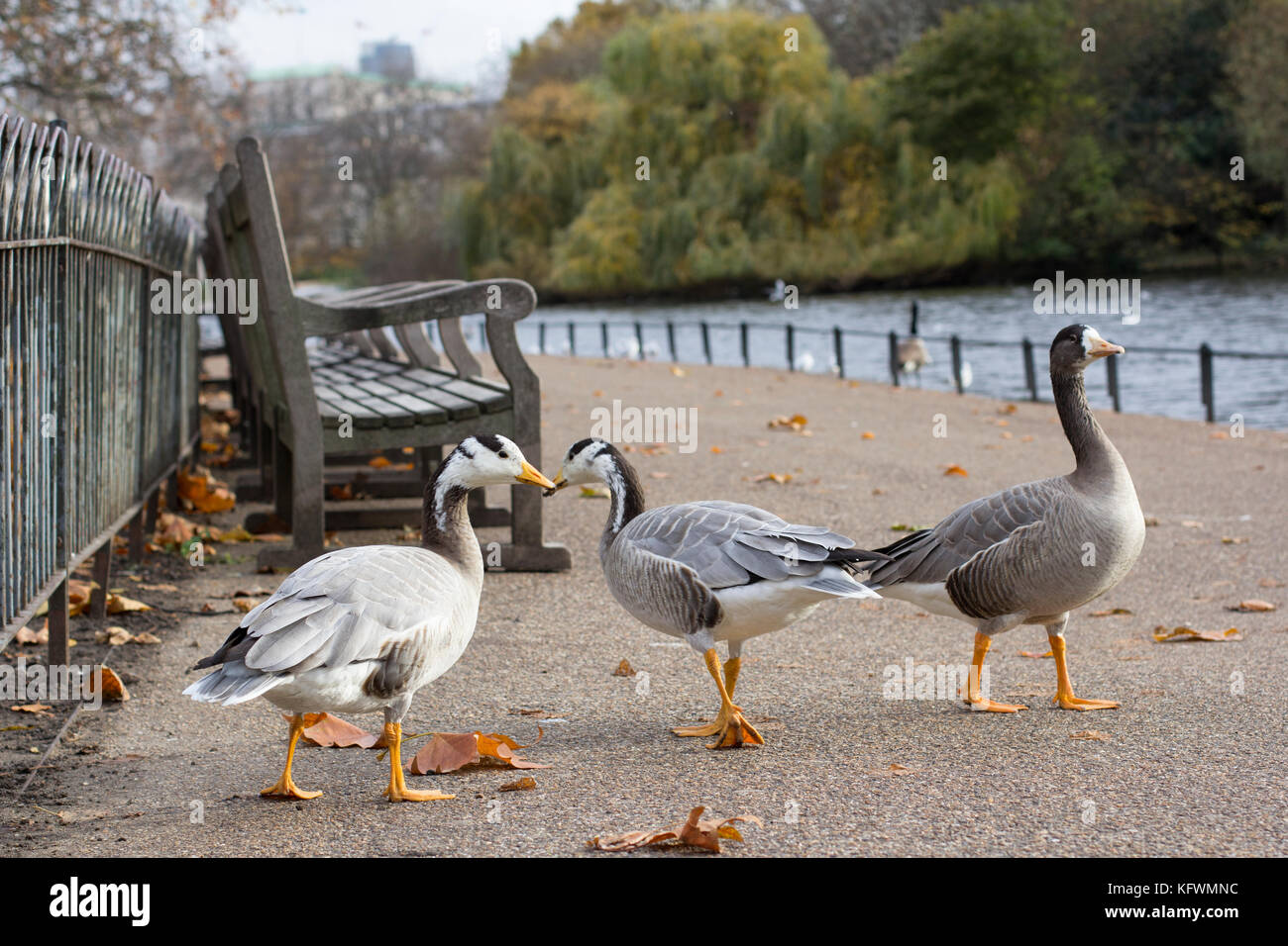 Ducks. St. James's park. London Stock Photo - Alamy