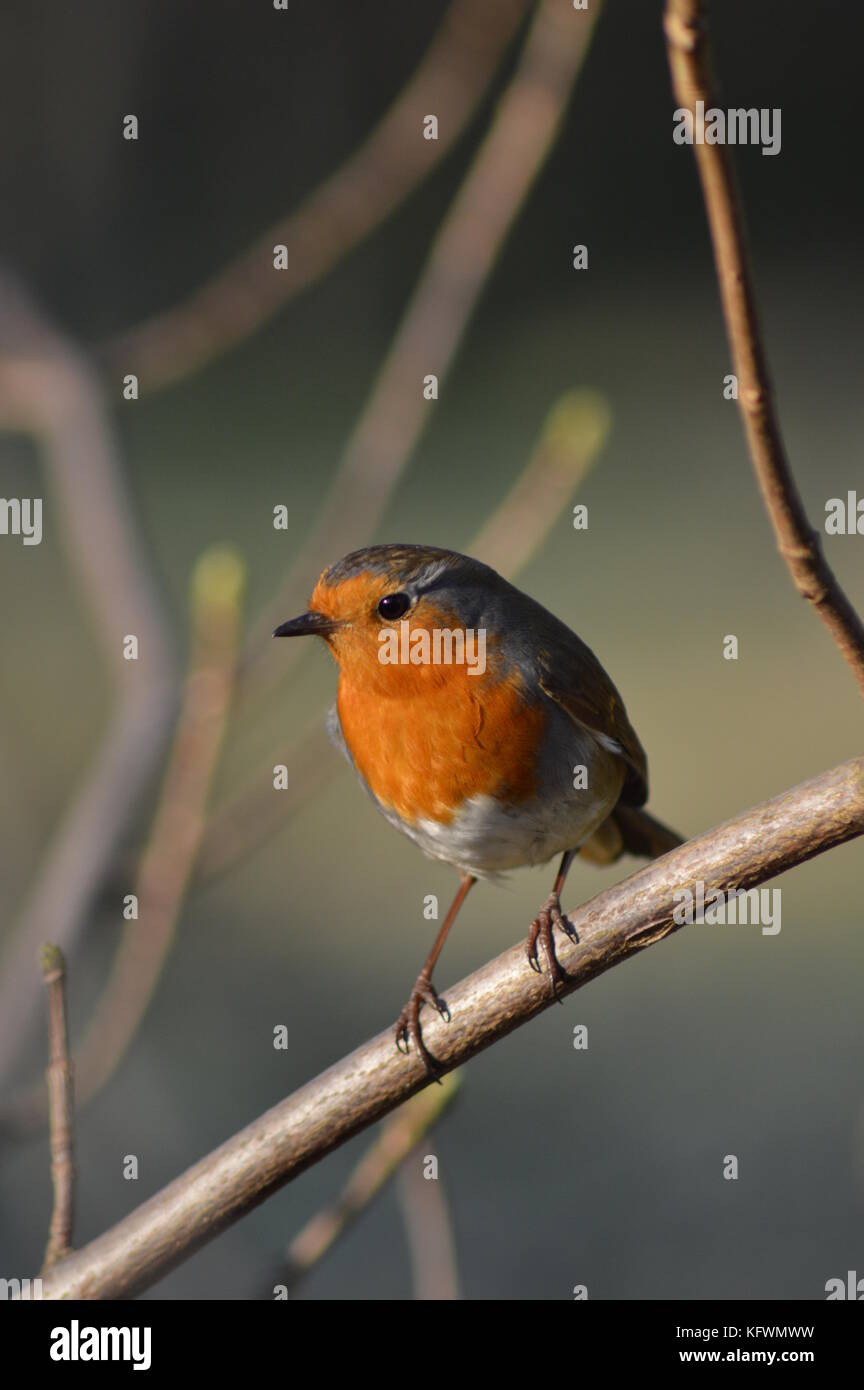 Robin red background hi-res stock photography and images - Alamy