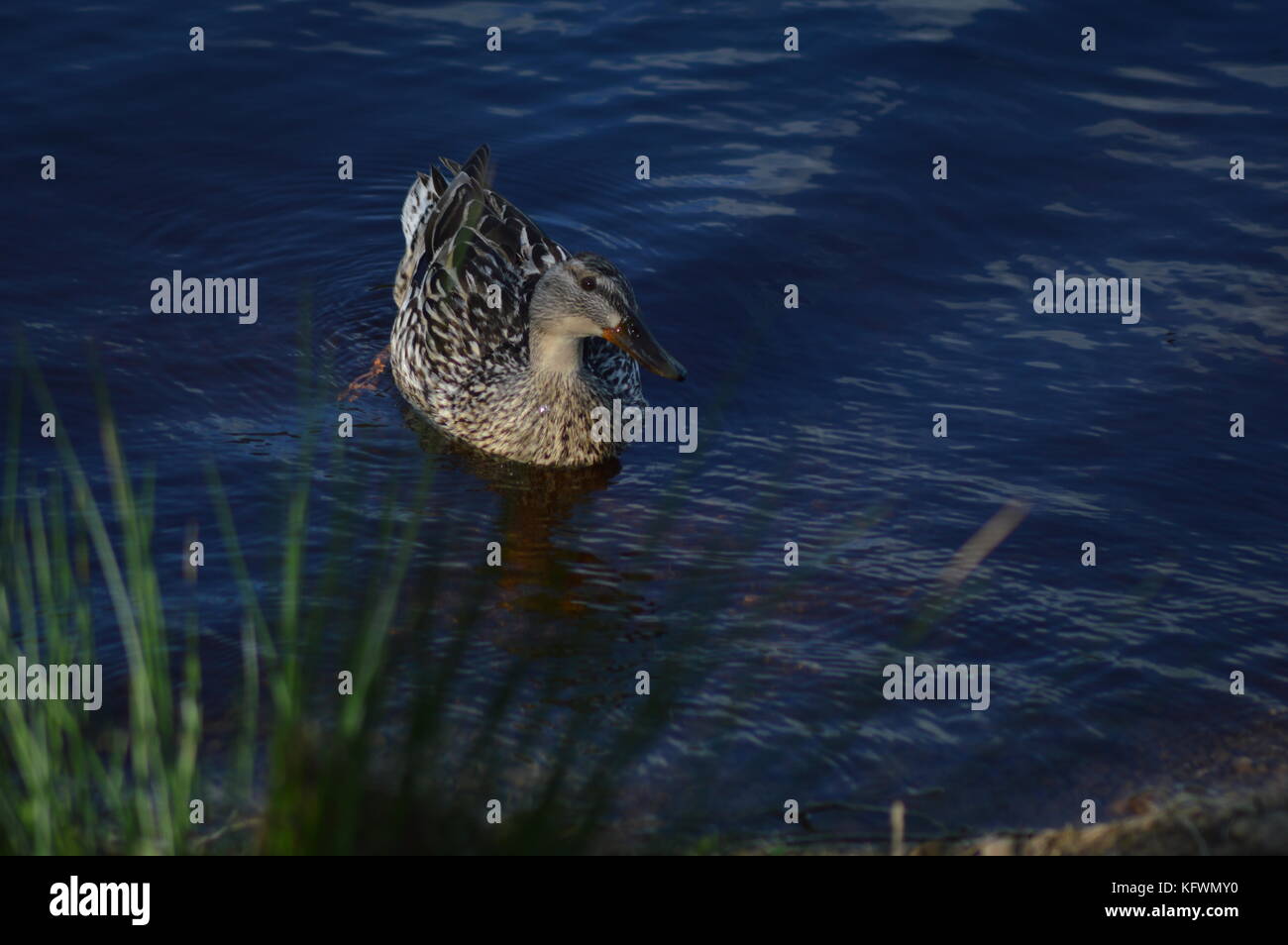 Dam close up water hi-res stock photography and images - Alamy