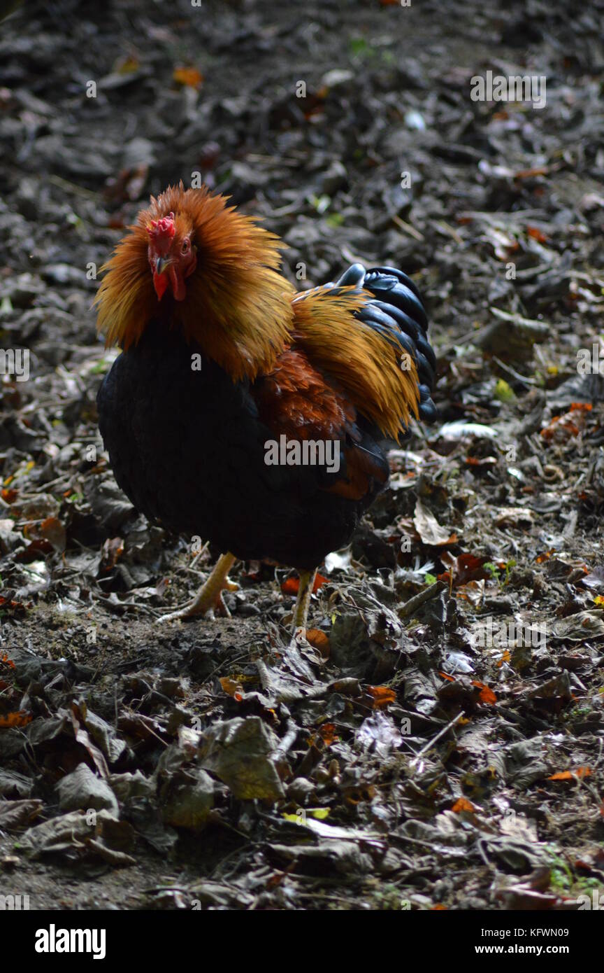 Black cockerel hi-res stock photography and images - Alamy