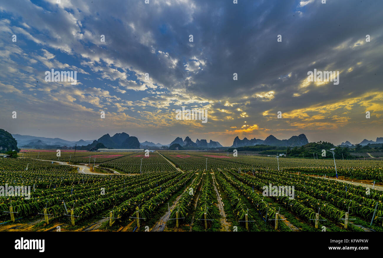 Nanning, China. 31st Oct, 2017. (EDITORIAL USE ONLY. CHINA OUT) .A ...