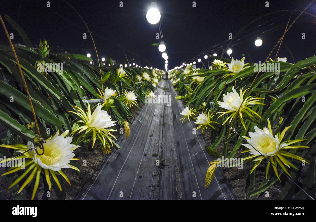Nanning, China. 31st Oct, 2017. (EDITORIAL USE ONLY. CHINA OUT) .A ...