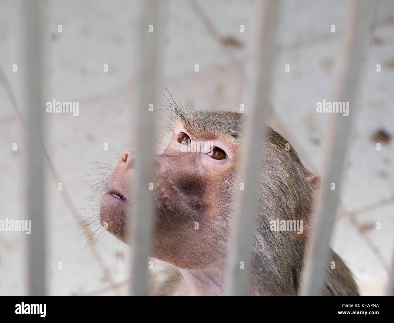 Sukhumi, Abkhazia. 26th Sep, 2017. Monkey in the cage in the primate ...