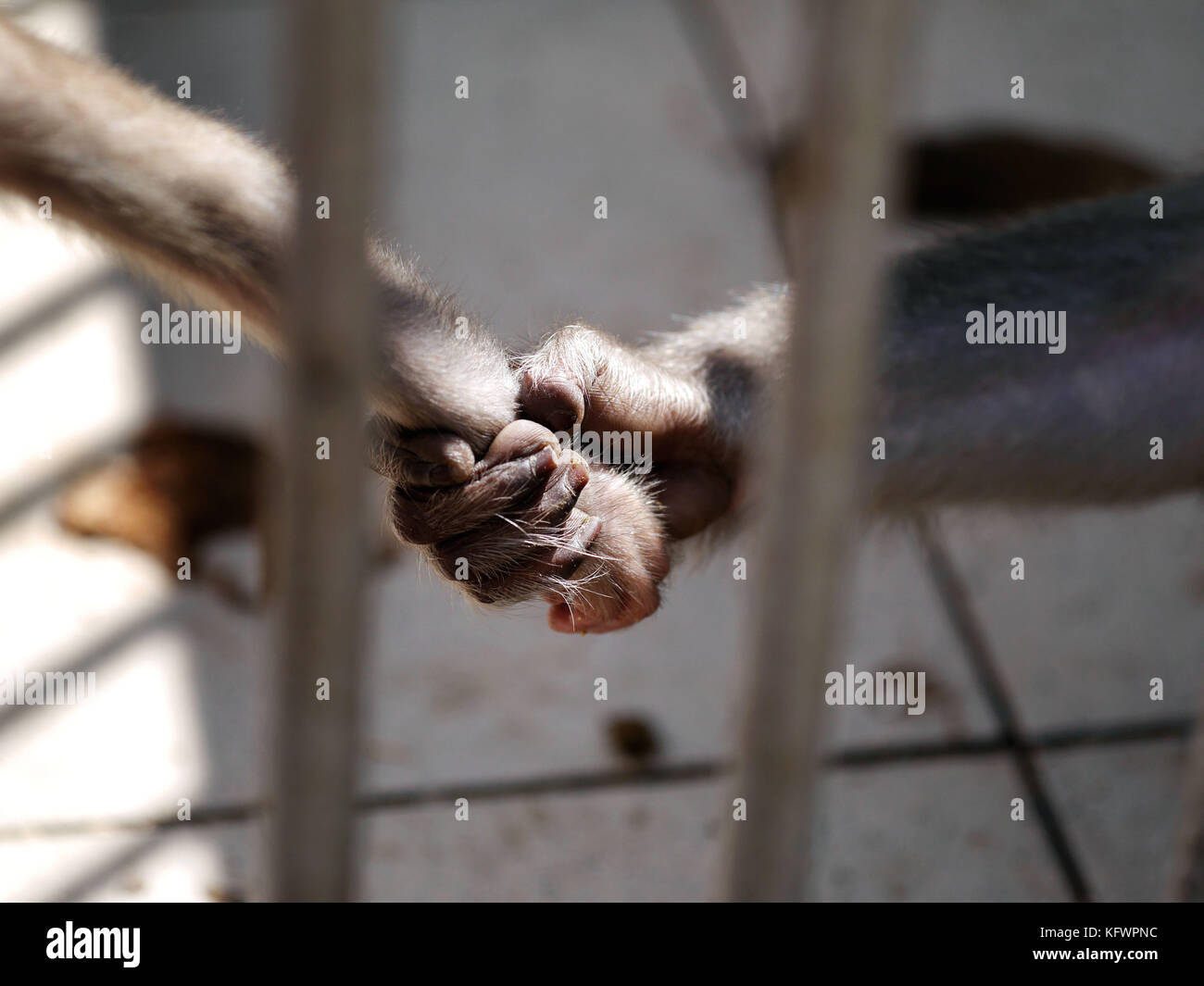 Animal testing monkey cage hi-res stock photography and images - Alamy