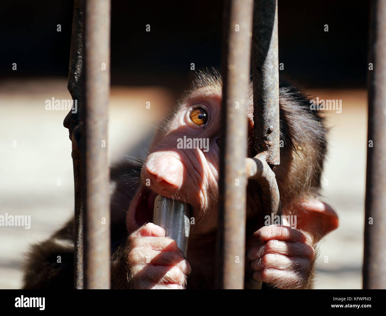 Sukhumi, Abkhazia. 26th Sep, 2017. A little monkey seen drinking water ...