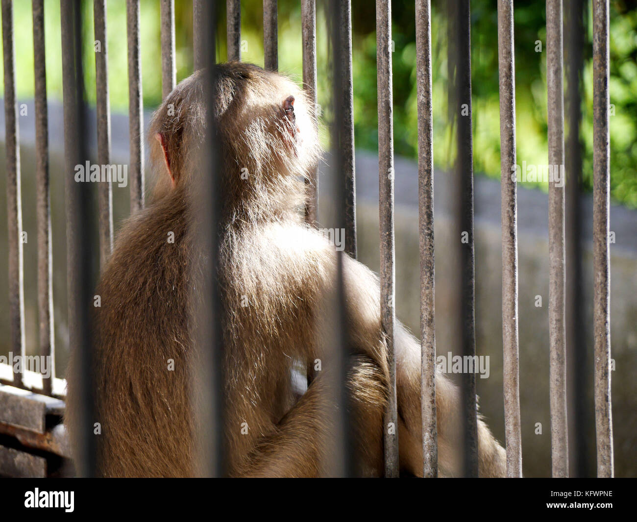 Sukhumi, Abkhazia. 26th Sep, 2017. A monkey seen sitting in the cage in ...