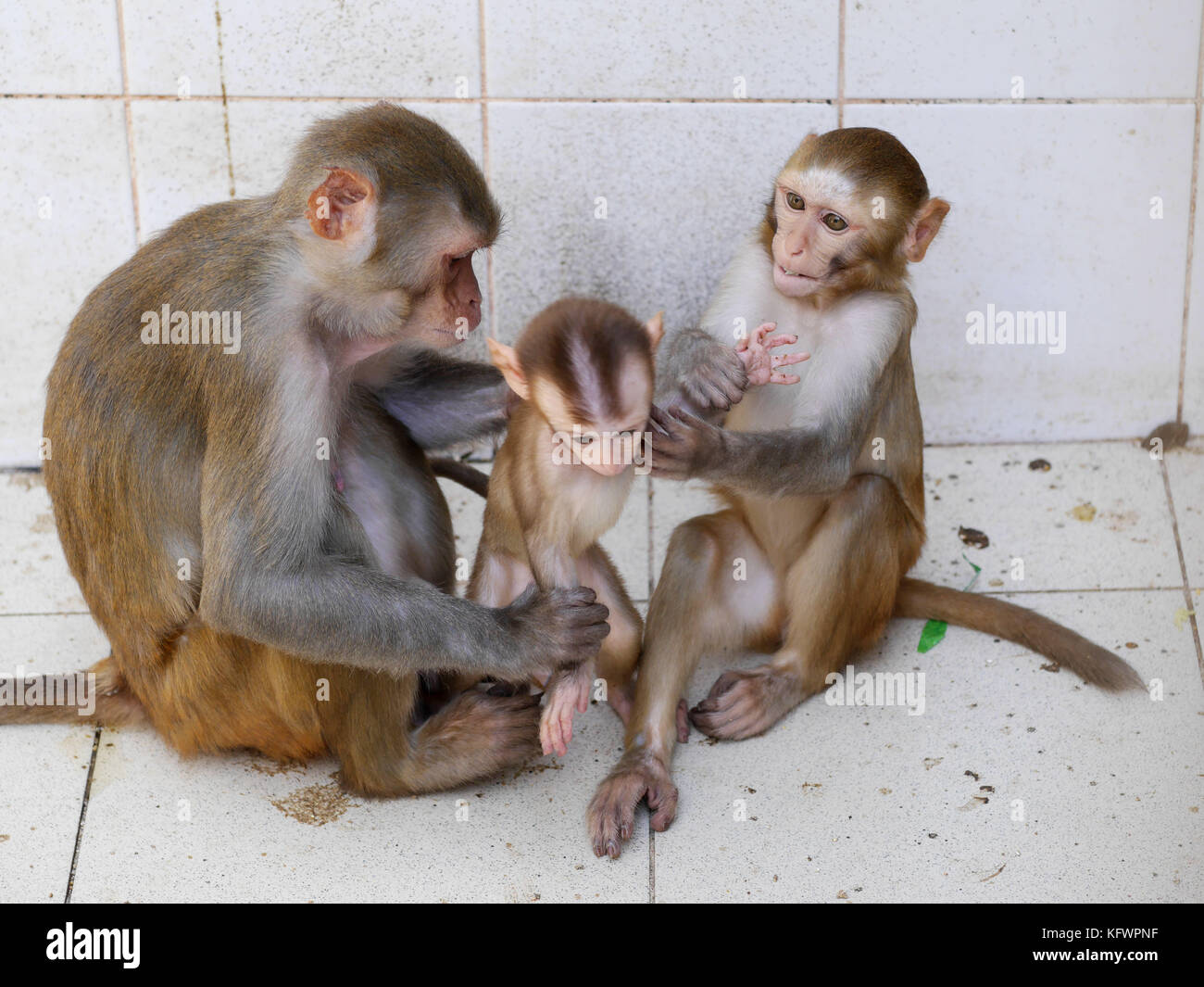 Sukhumi, Abkhazia. 26th Sep, 2017. Monkeys seen in the cage in the ...