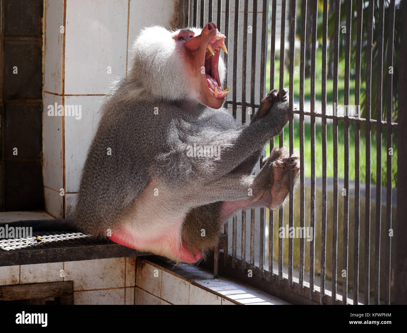 Sukhumi, Abkhazia. 17th Sep, 2017. A monkey seen in the cage in the ...