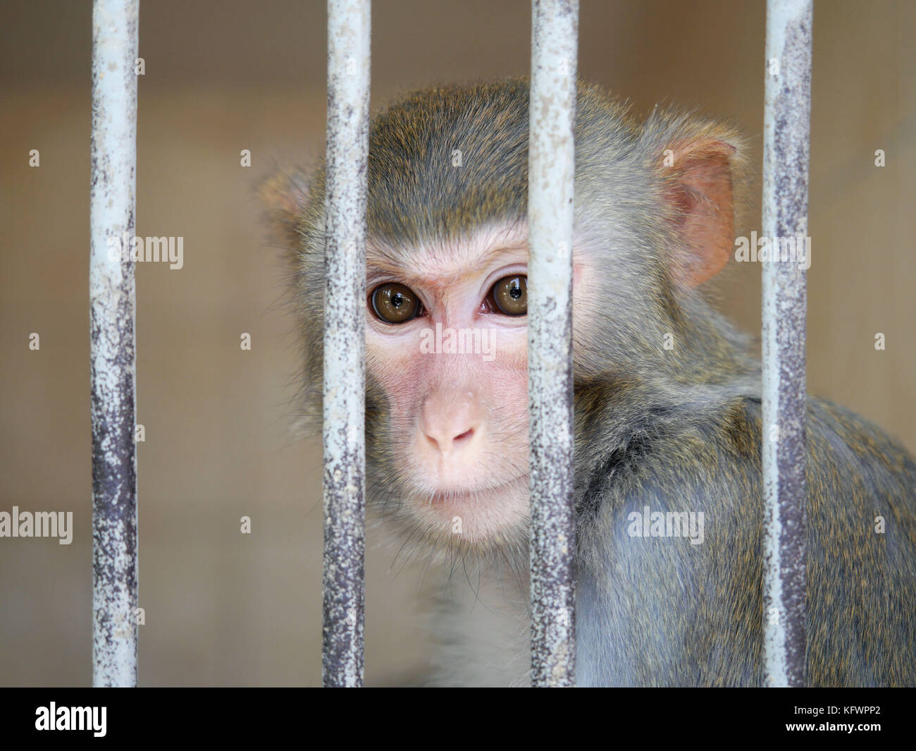 Monkeys behind bars hi-res stock photography and images - Alamy