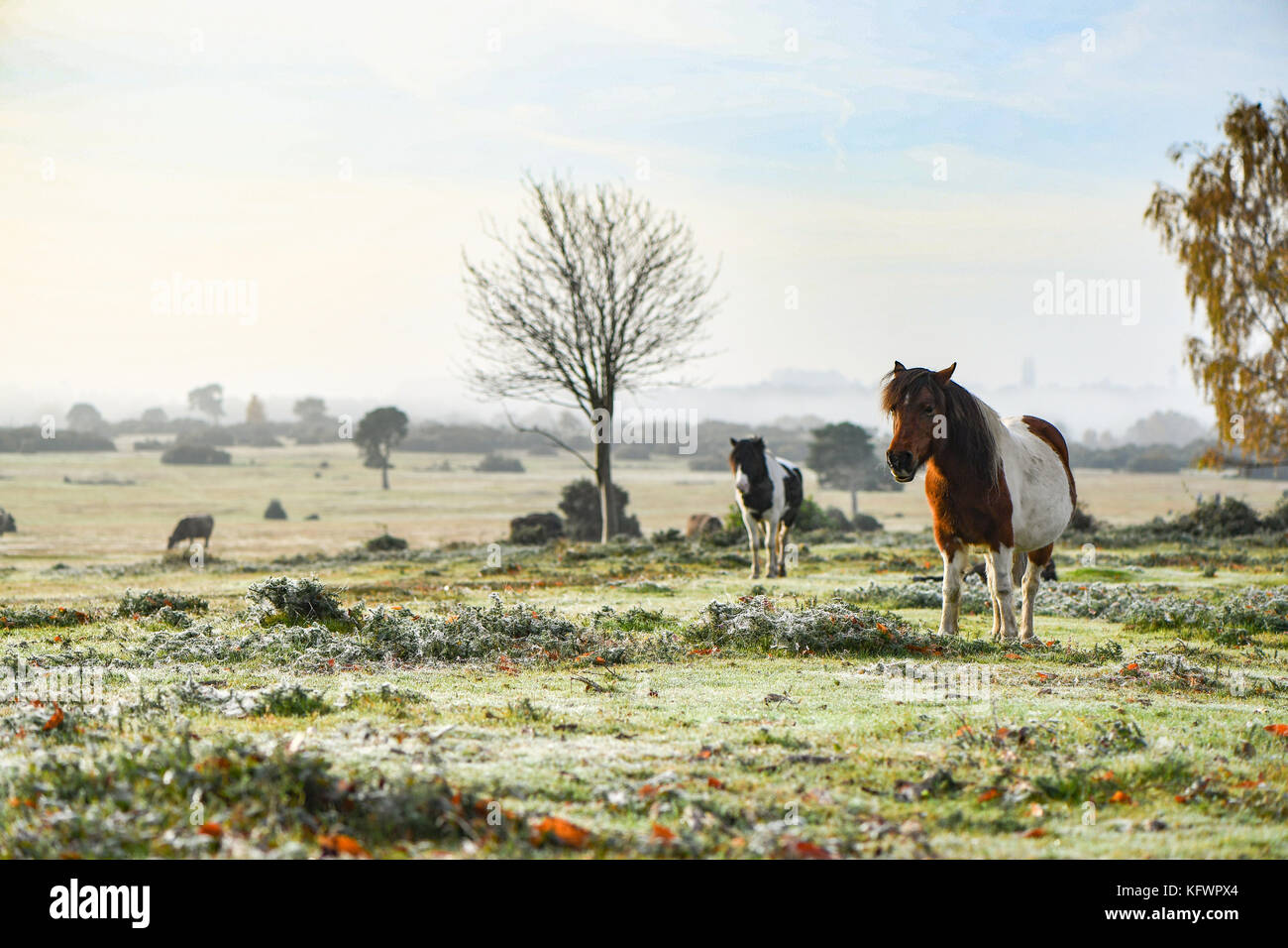 New Forest, Hampshire, UK. 1st Nov, 2017. UK Weather. New Forest ponies ...