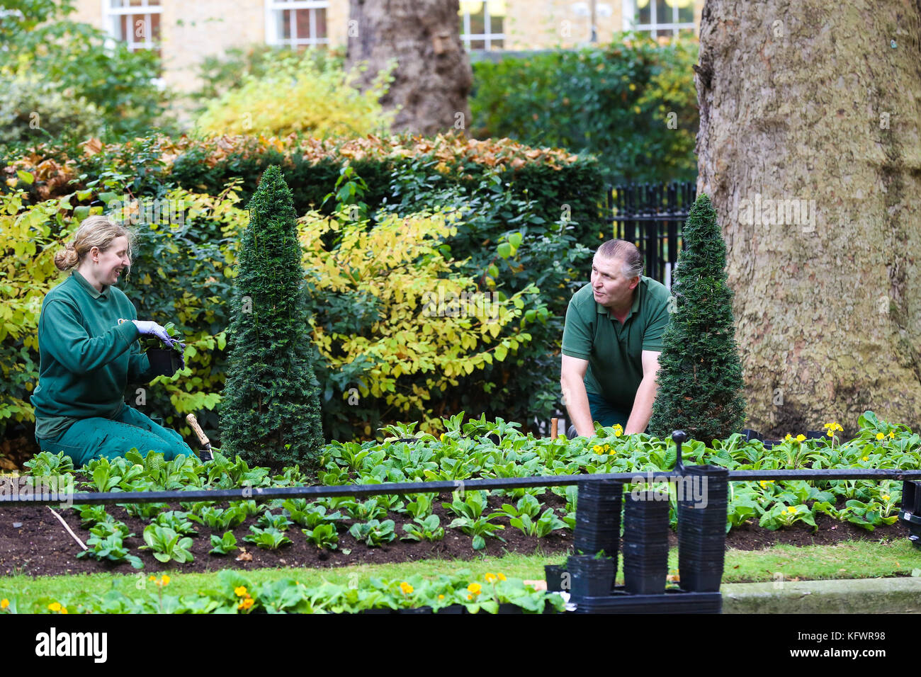 Downing Street. London, UK. 1st Nov, 2017. Gardeners planting new ...