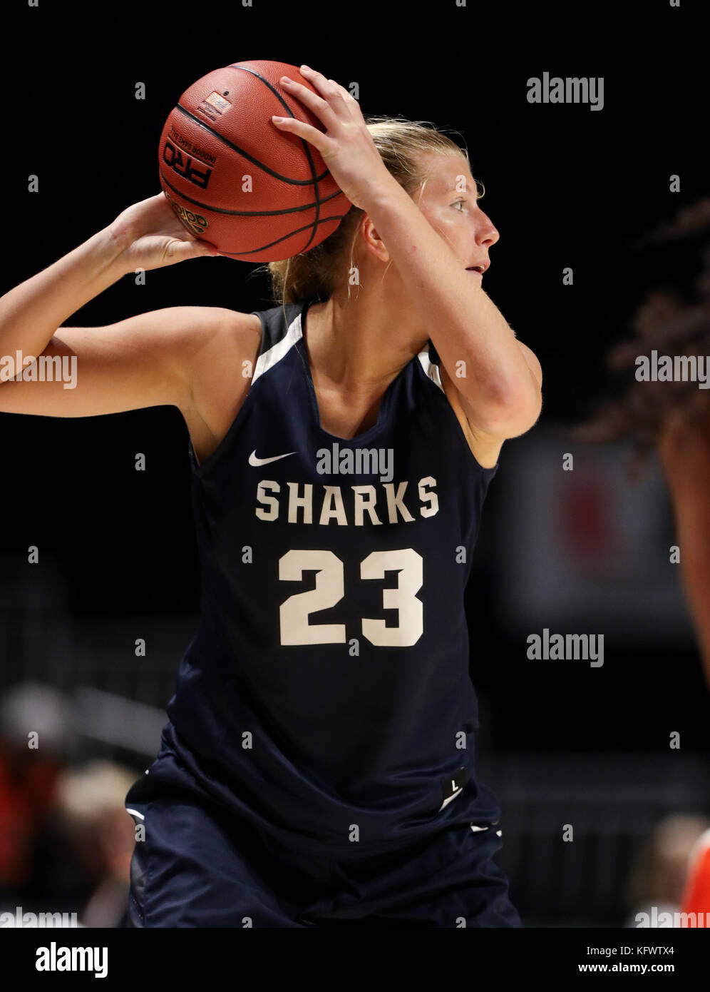 Miami sharks hi-res stock photography and images - Alamy