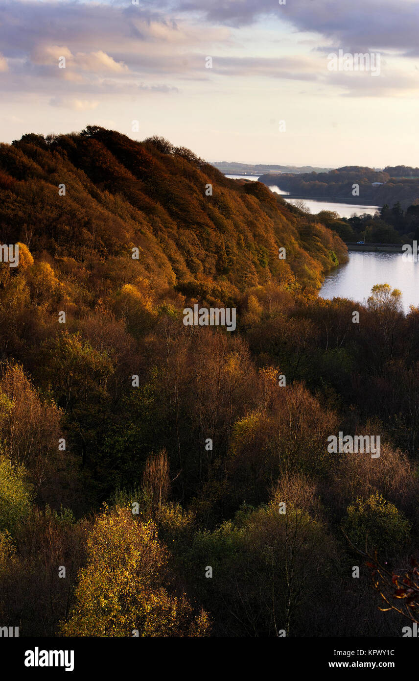 Chorley, Lancashire. 1st Nov, 2017. UK Weather. Golden autumn sunshine ...