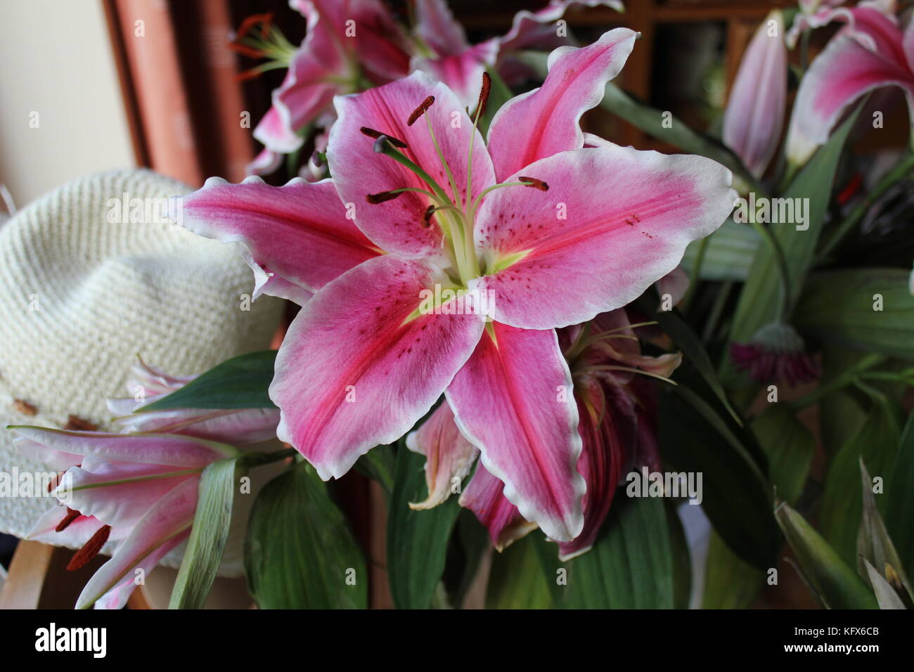 Star Gazer Lily in Bloom Stock Photo - Alamy