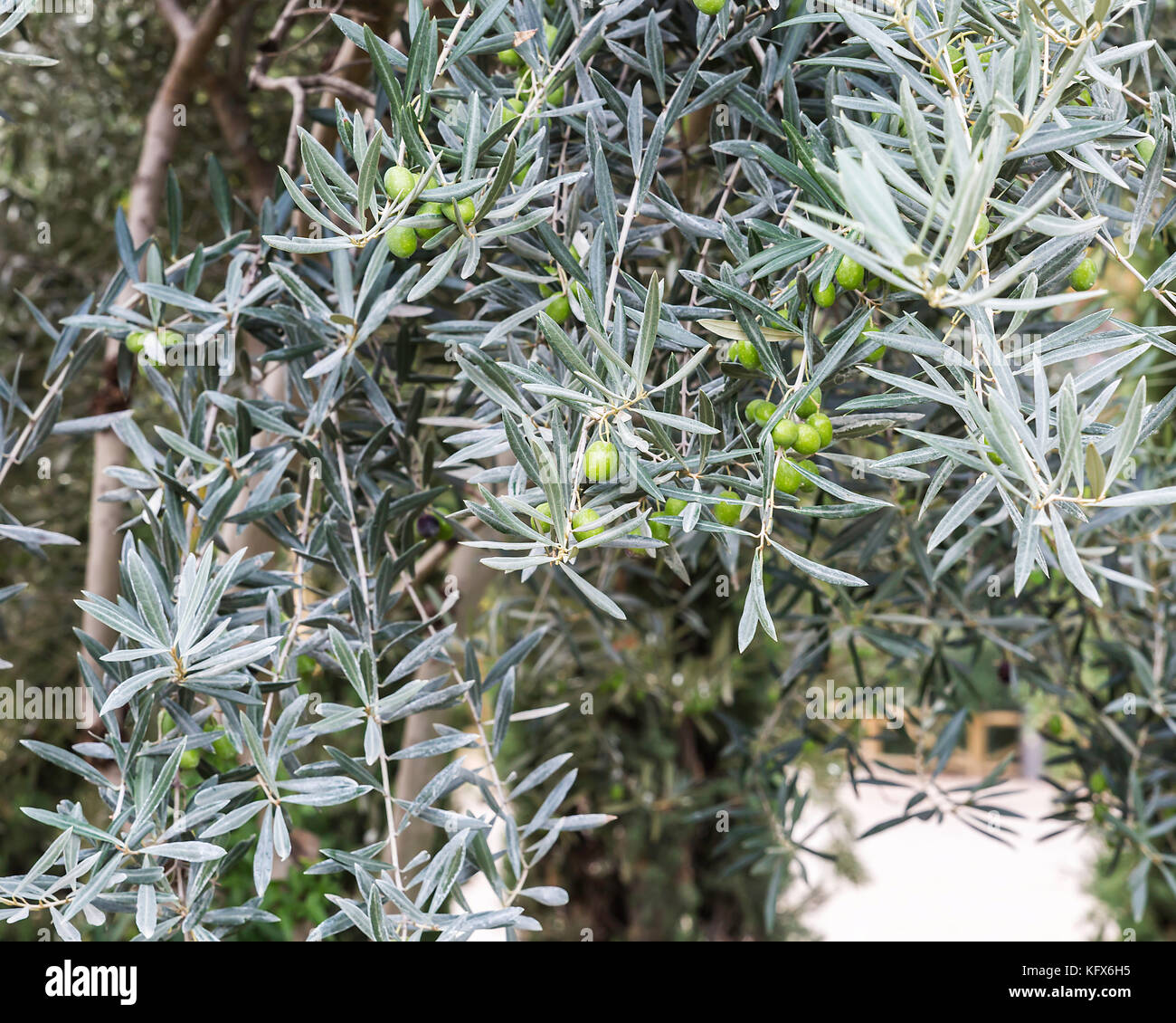 background close up olive tree in a sunny day Stock Photo - Alamy