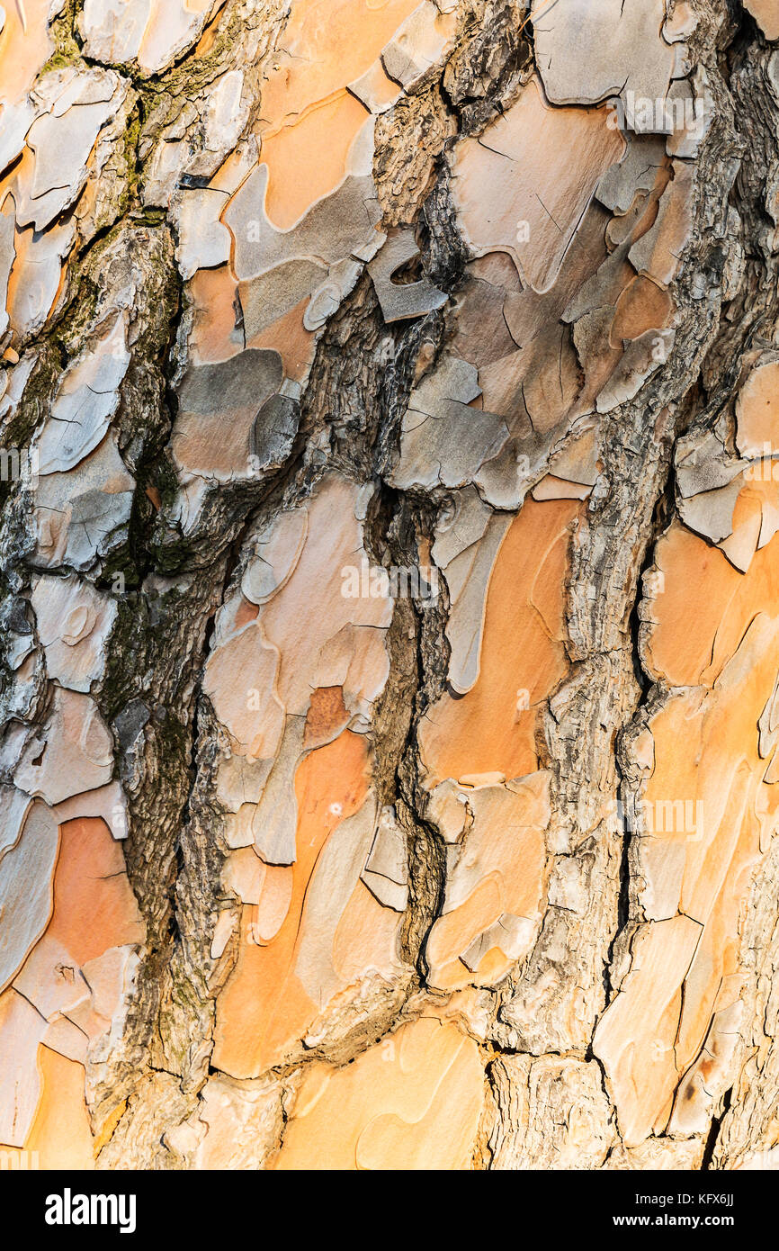background texture of colored tree bark with diffrent shapes Stock ...