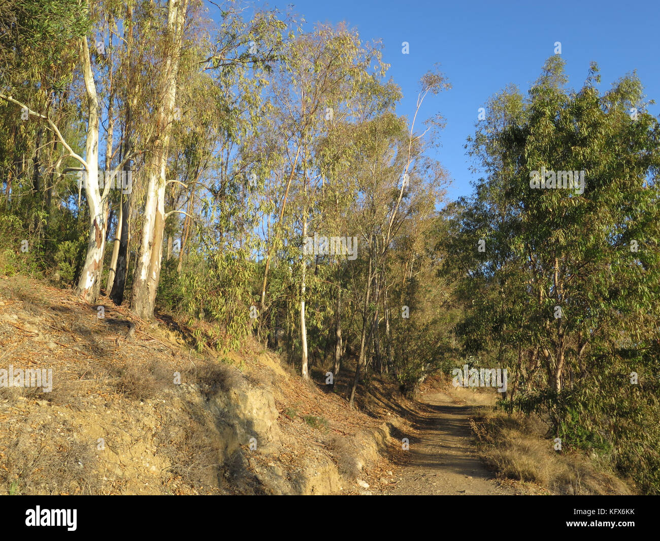 Country path through eucalyptus trees on the outskirts of Alora ...