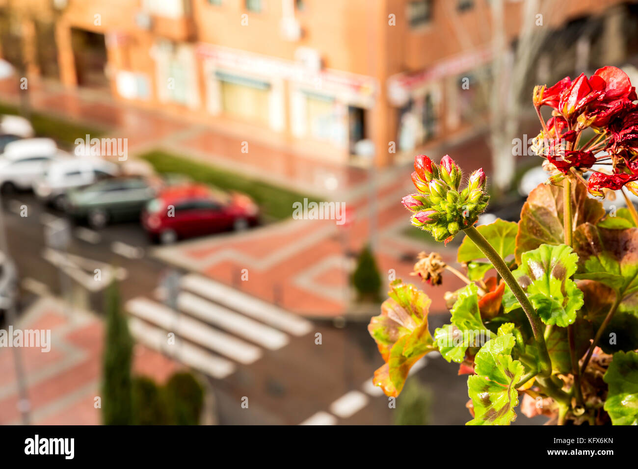view of red geranium growing in balcony on urban background Stock Photo ...
