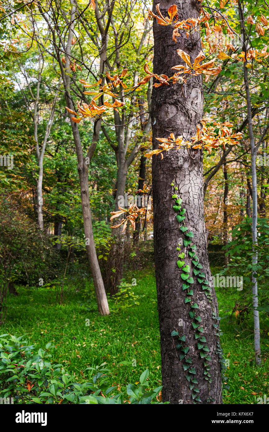 forest background with trees and green creeper plant on the trunk Stock ...