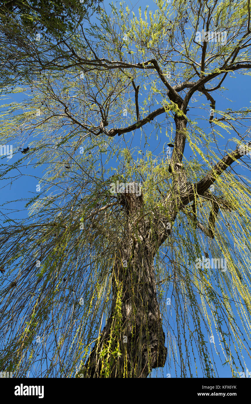 Yellow weeping willow tree on hi-res stock photography and images - Alamy