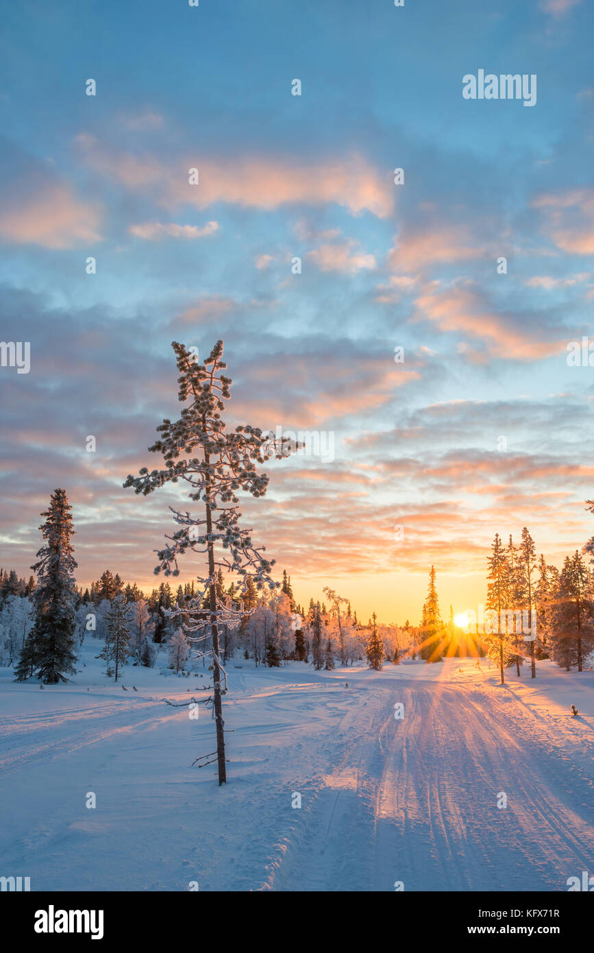 Snowy landscape at sunset, frozen trees in winter in Saariselka ...