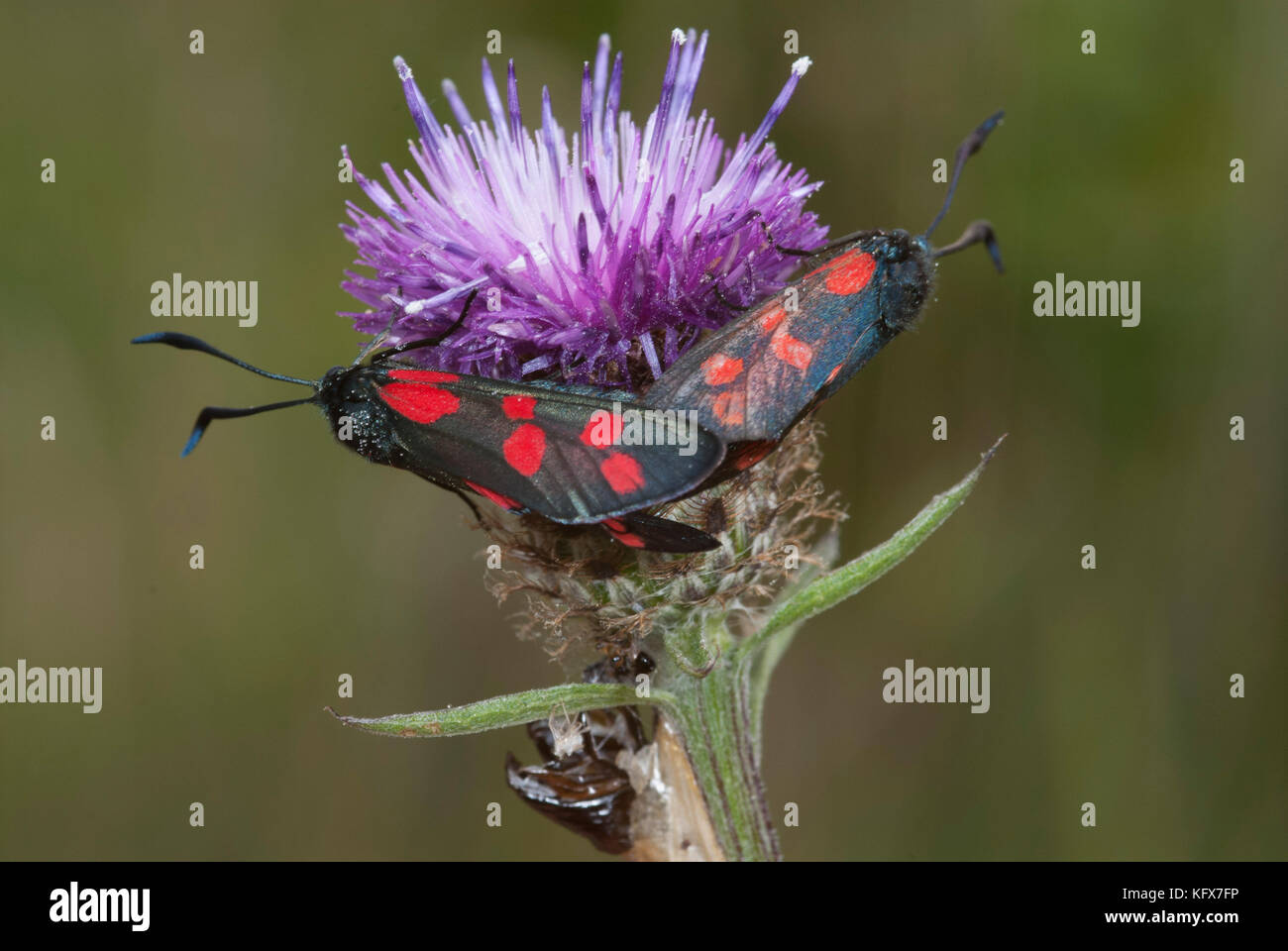 Six Spotted Burnet Moth, Zygaena filipendulae stephensi, pair mating ...