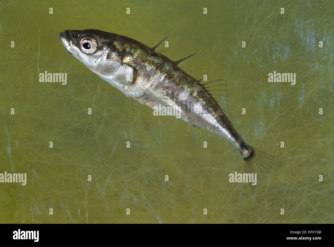 Three spined stickleback fish hi-res stock photography and images - Alamy