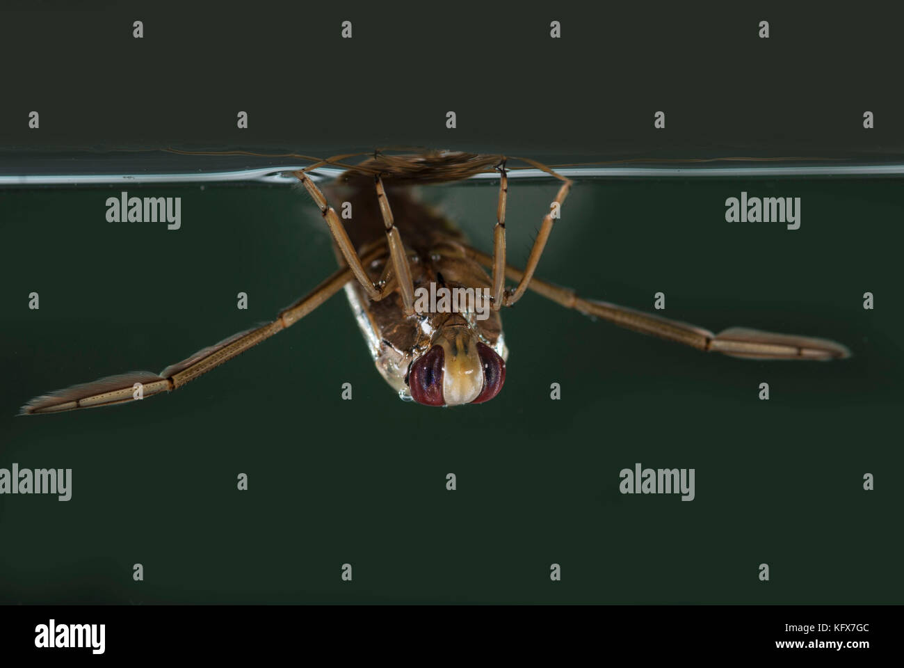 Corixa punctata hi-res stock photography and images - Alamy
