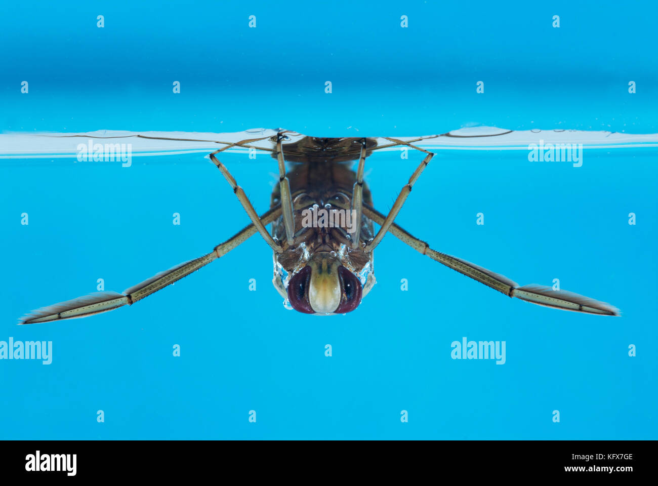 Common Water Boatman, Corixa punctata, backswimmer, under surface of ...