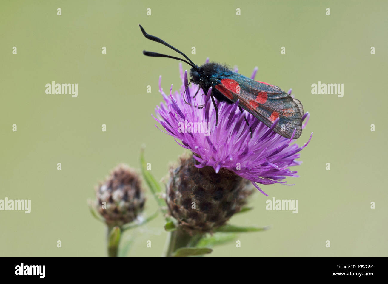 Six Spotted Burnet Moth, Zygaena filipendulae stephensi, on purple ...