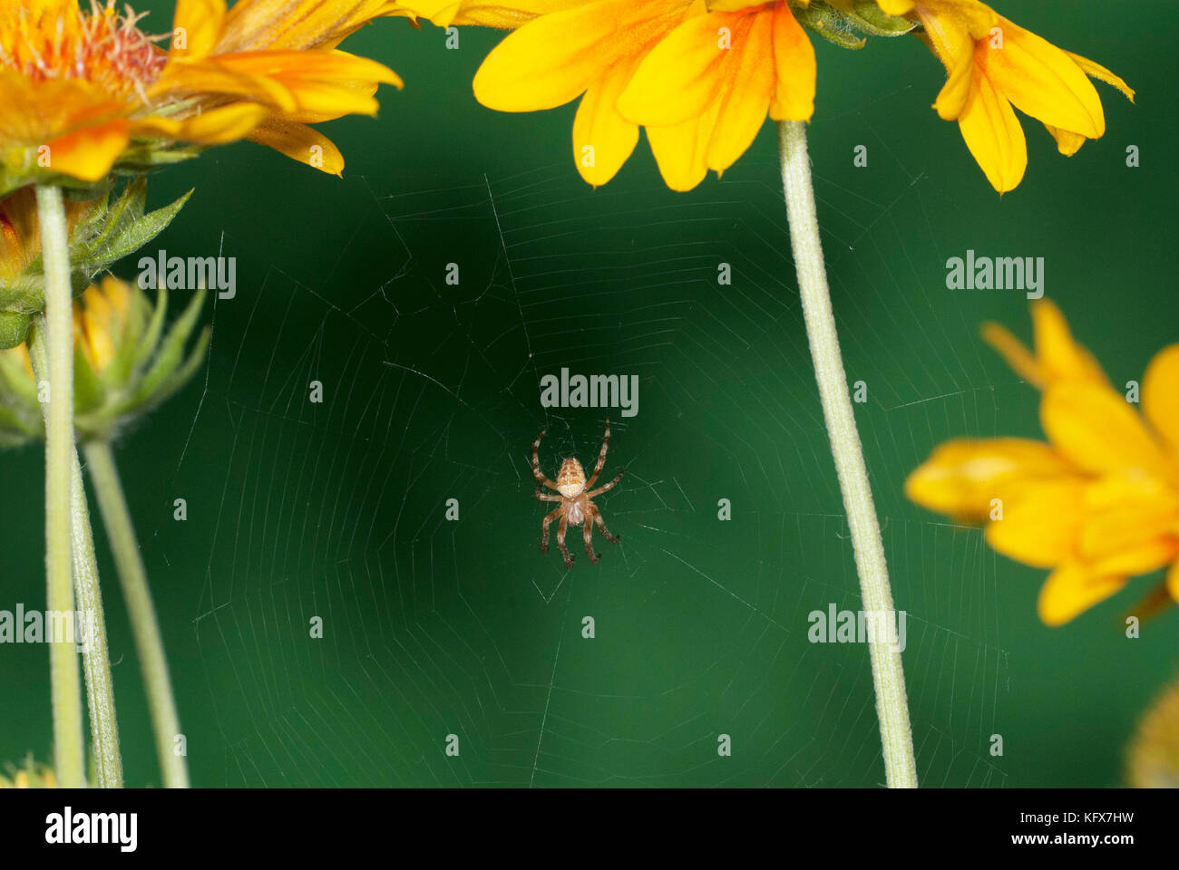 Garden Spider, Araneus diadematus, on web between daisy like flowers ...